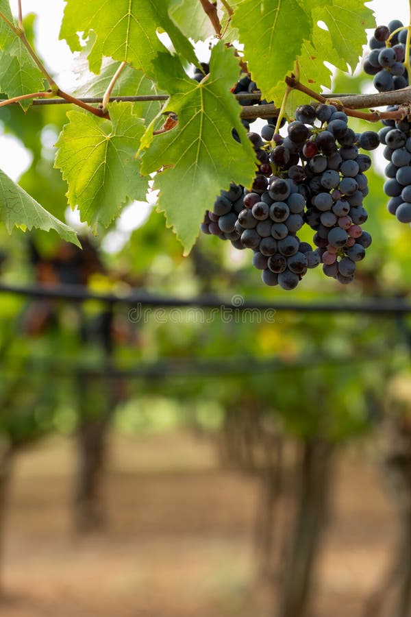 Vertical View of Colored Grapes Plantation on Blurred Background Stock ...