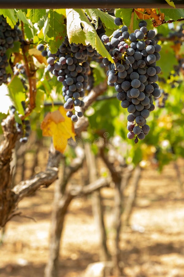 Vertical View of Colored Grapes Plantation on Blurred Background Stock ...