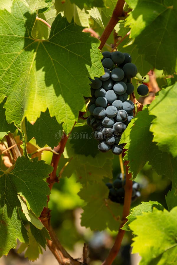 Vertical View of Colored Grapes Plantation on Blurred Background Stock ...