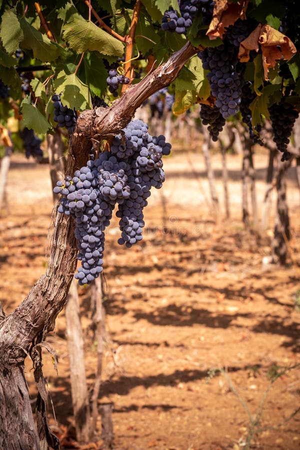 Vertical View of Colored Grapes Plantation on Blurred Background Stock ...