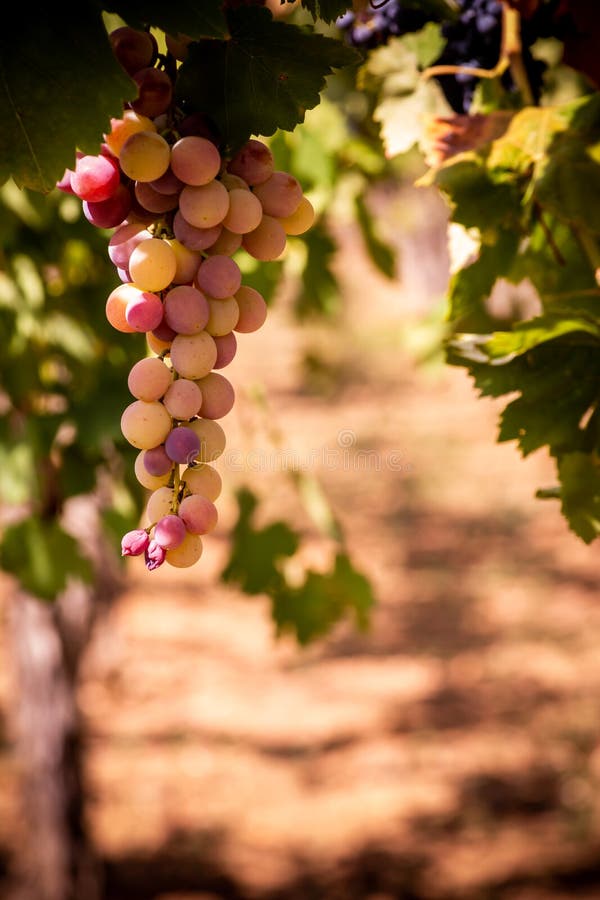 Vertical View of Colored Grapes Plantation on Blurred Background Stock ...