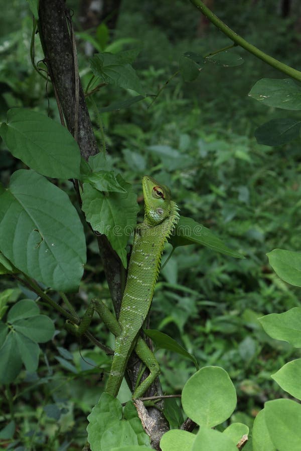 Vertical View of a Common Green Forest Lizard Climbing on a Plant Stem ...
