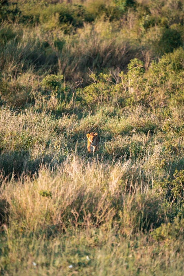 Vertical View of a Congo Lion Cub Running in the Wilderness Stock Photo ...