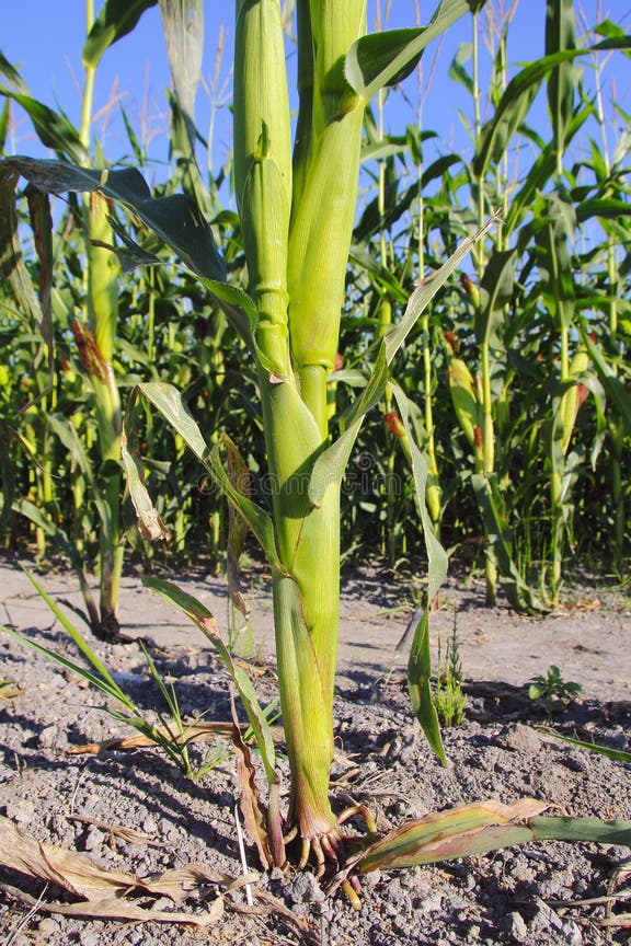 Vertical View of Corn Stalk and Roots Stock Photo - Image of outside ...