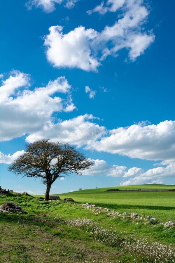 Vertical View of a Countryside Landscape with Two Trees and a Gr Stock ...
