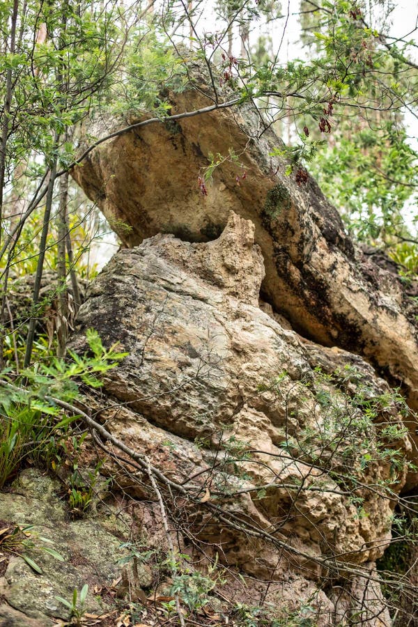 Vertical View of a Cut Tree on a Rocky Formation in a Forest Stock ...