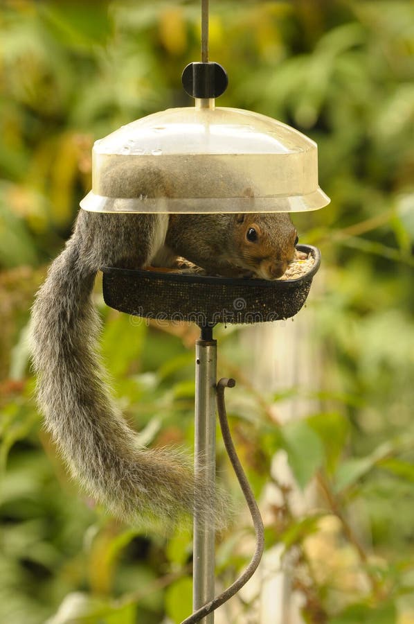 Vertical View of a Cute Grey Squirrel Hiding in the Covered Bird Feeder ...