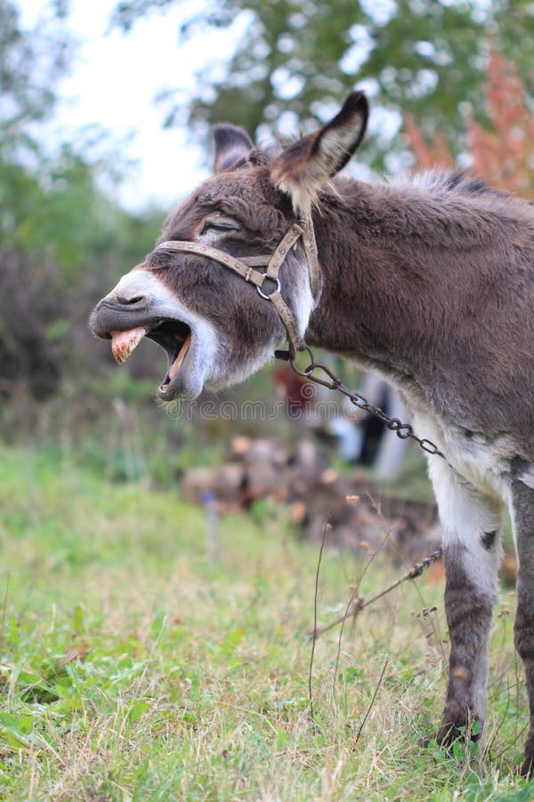 Donkey Smiling With Teeth