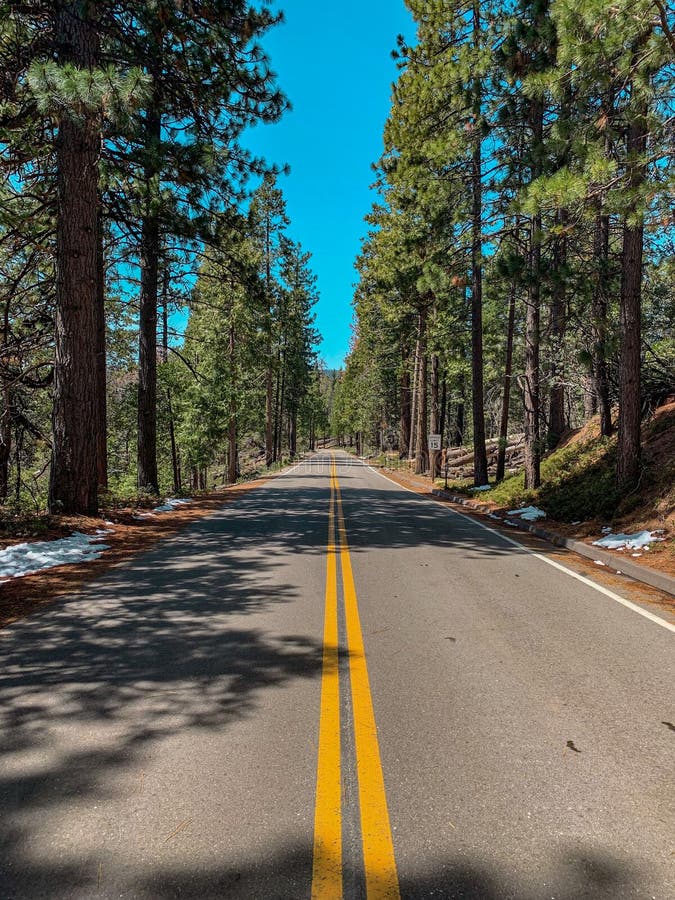 Vertical View of an Empty Road Passing through Tall Fir Tree Forest on ...
