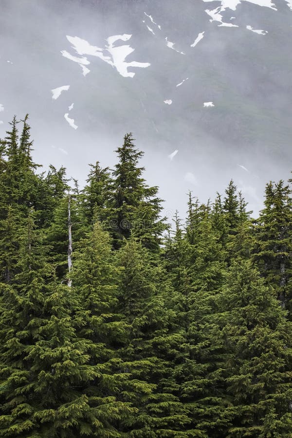 Vertical View of a Forest of Evergreen Trees Under a Beautiful Gray Sky ...