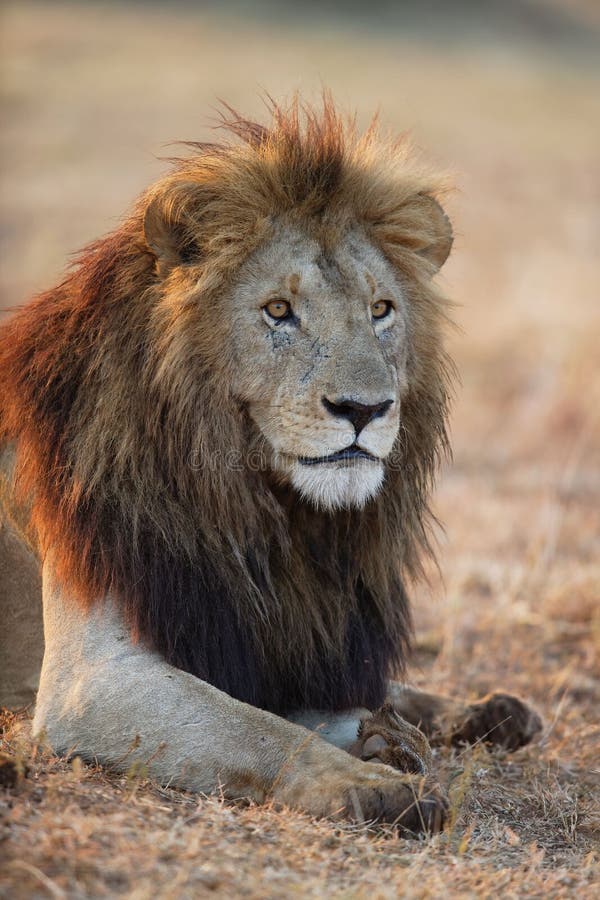 Vertical View of a Graceful Lion Laying in the Field Stock Image ...
