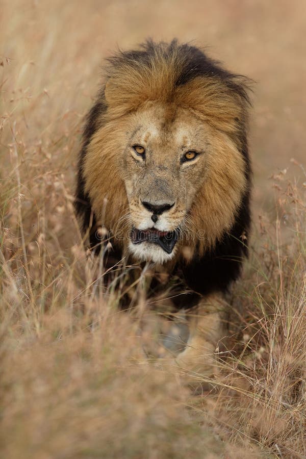 Vertical View of a Graceful Lion Laying in the Field Stock Photo ...