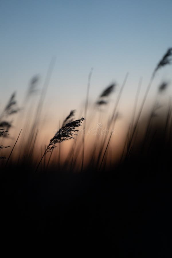 Vertical View of a Grass Field during Sunset Hours Stock Image - Image ...