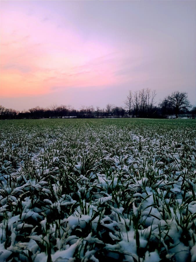 Vertical View of a Green Field on a Winter Morning Stock Image - Image ...