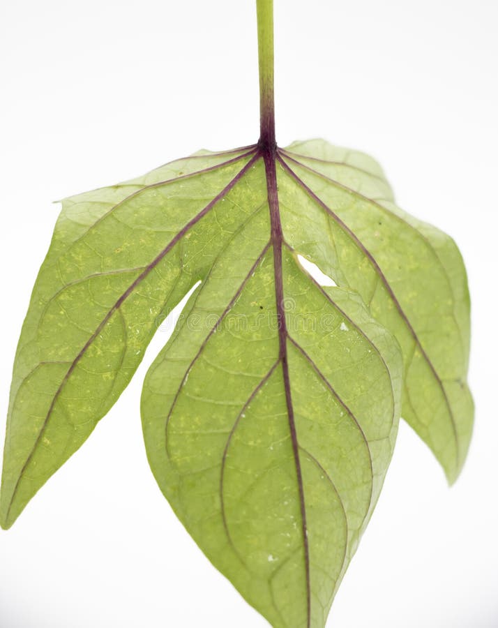 Vertical View, Green Leaf or Leaves Isolate on White Background ...