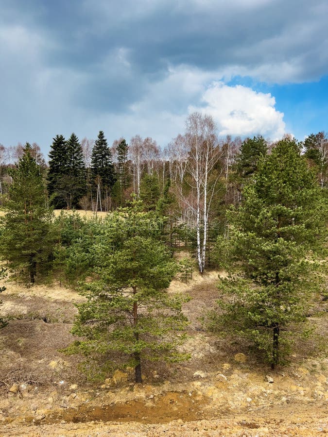 Vertical View of the Green Trees in the Nature Stock Image - Image of ...