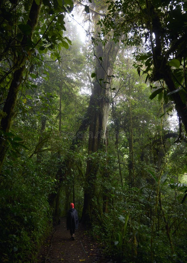 Vertical View of a Human Walking on the Pathway of the Forest ...