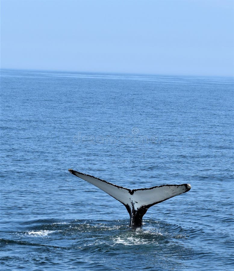 Vertical View of a Humpback Whale S Tale in Blue the Sea Under the ...