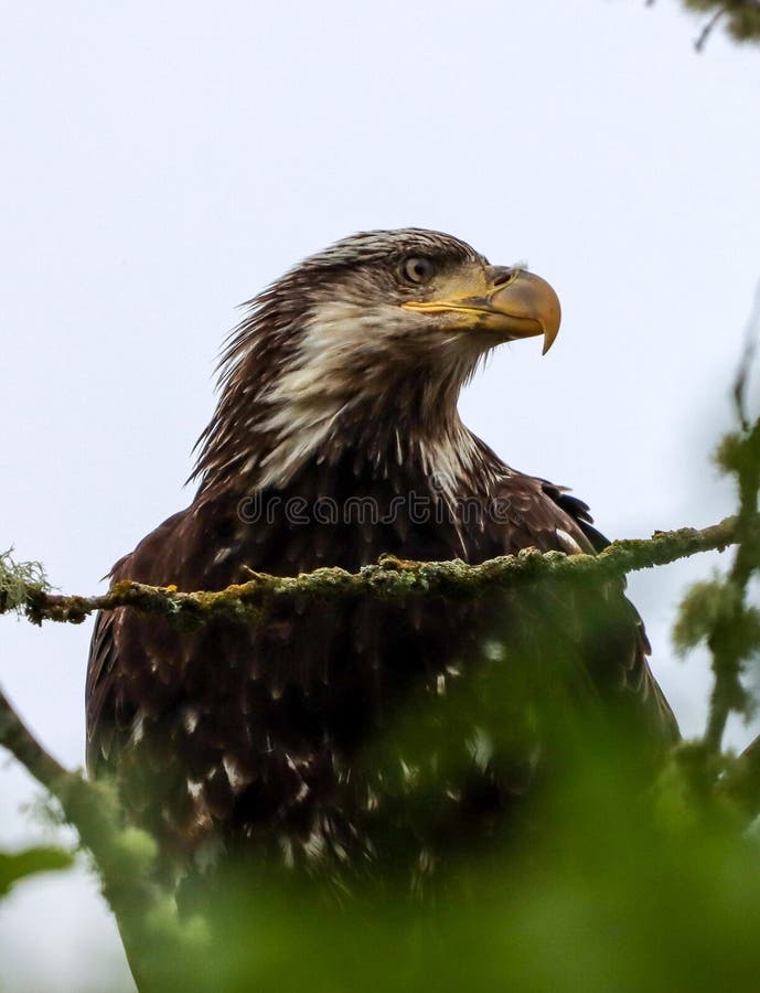Vertical View of a Juvenile Bald Eagle Stock Photo - Image of juvenile ...