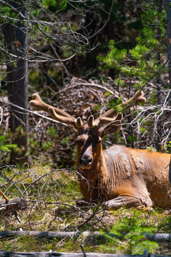 Vertical View of a Large Deer Relaxing in the Forest Stock Image ...