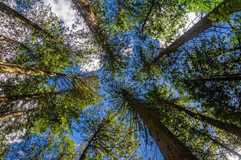 Vertical View of Large Old Pine Trees Canopy in a Dense Forest Stock ...