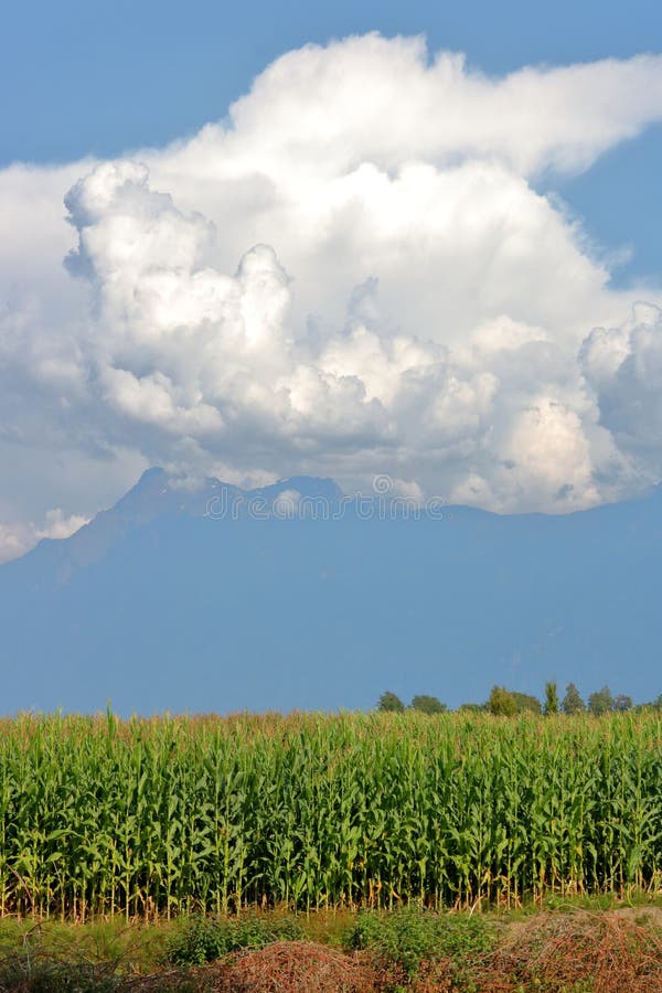 Rain Clouds and Corn Crop stock photo. Image of summer - 123861222