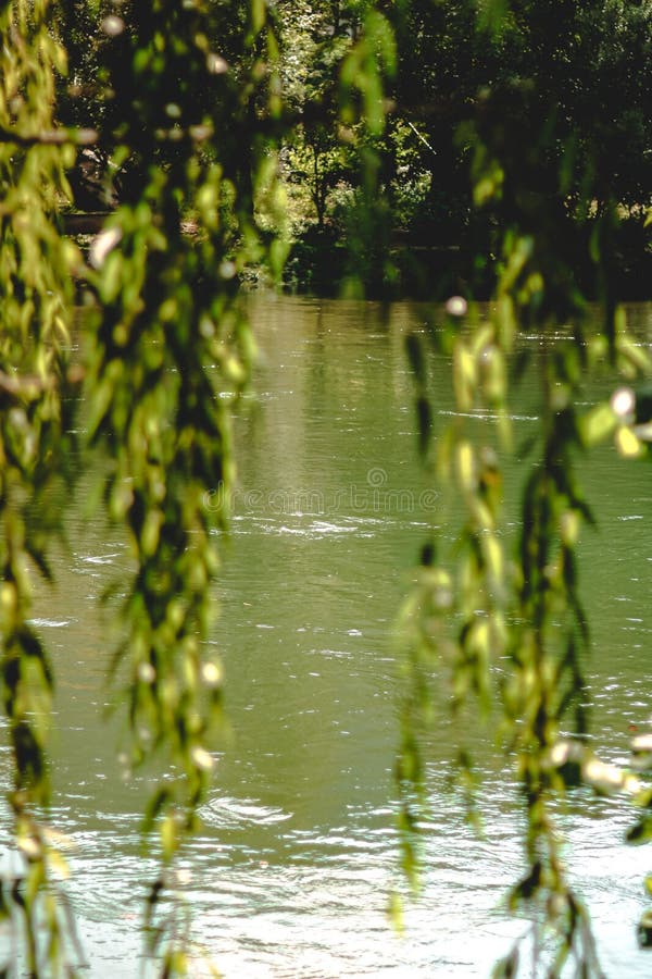 Vertical View of the Leafy Branches of a Weeping Willow Hanging Over ...