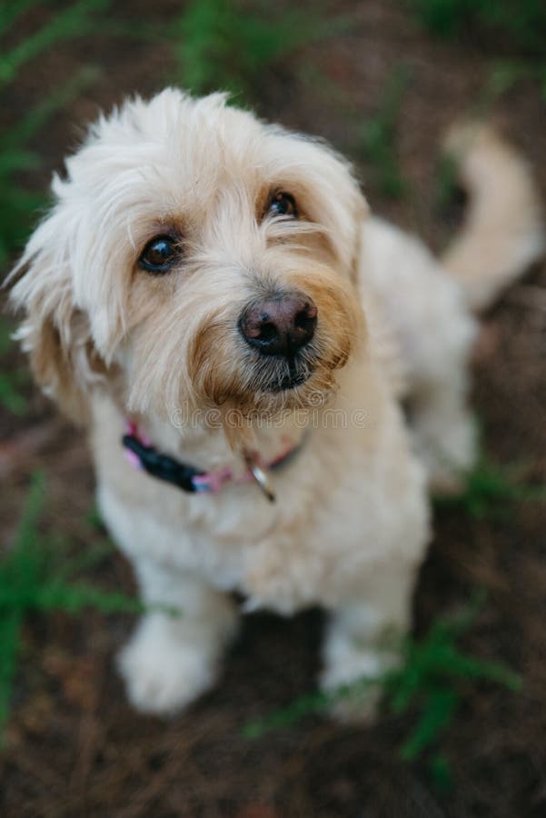 Vertical View of a Lovely Beige Dog Looking Upwards while Standing on ...