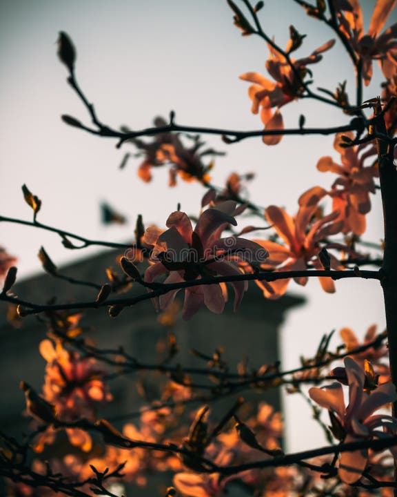 Vertical View of a Magnolia Tree Flowers Blooming on the Branches Under ...