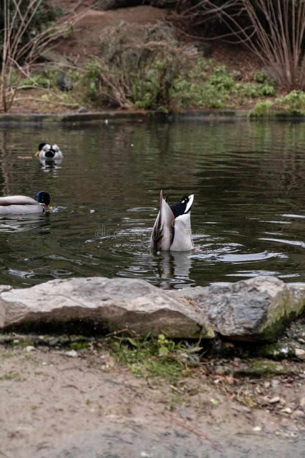 Vertical View of a Mallard Duck Diving Its Head Under the Lake Stock ...