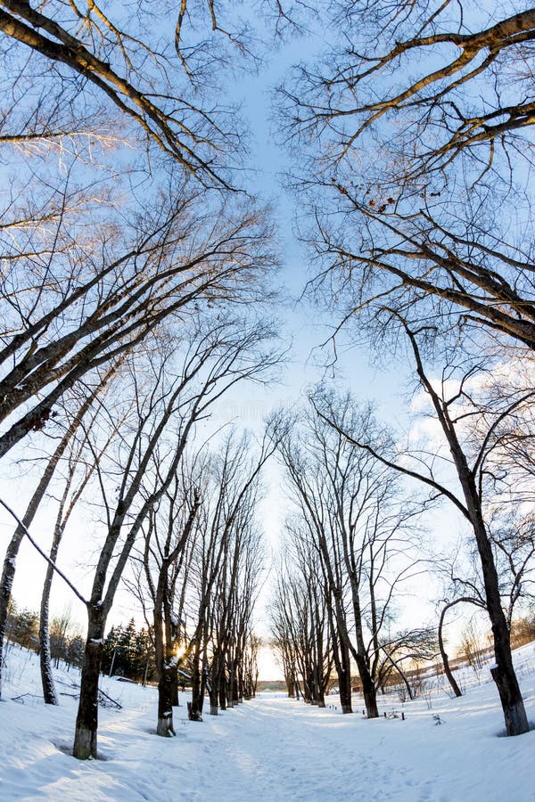 Vertical View of a Maple Alley in Winter Stock Image - Image of weather ...
