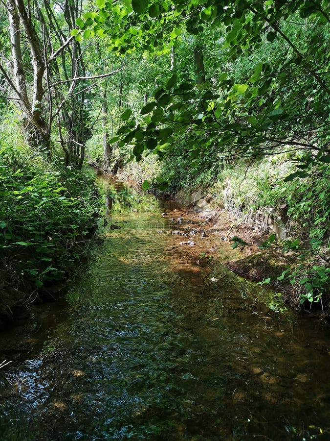 Vertical View of a Narrow Shady Stream and Botanical Plants on a Sunny ...