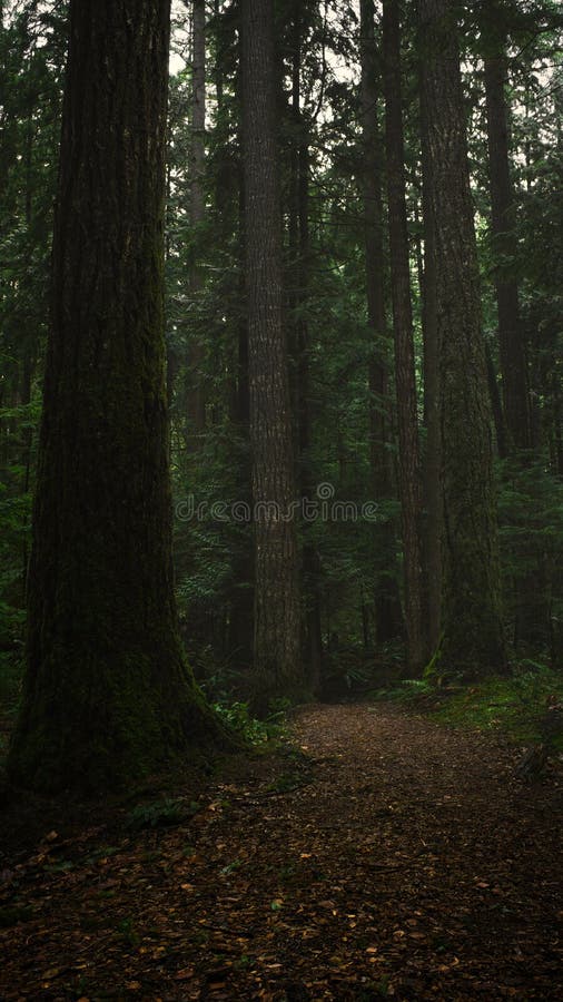 Vertical View of a Natural Pathway between the Trees of a Dark Forest ...