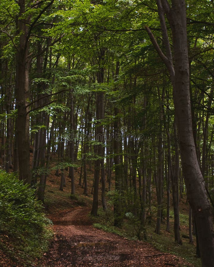 Vertical View of a Natural Pathway between the Trees of a Green Forest ...