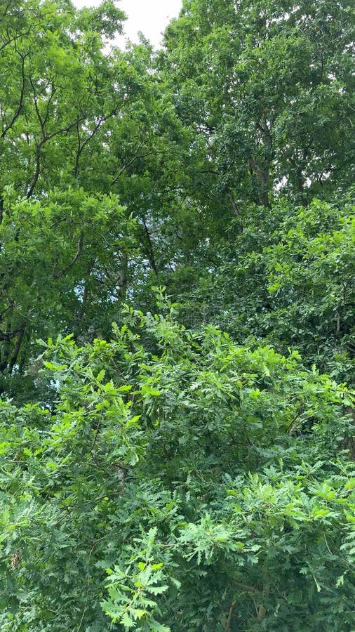 Vertical View of Oak Trees Swaying in the Wind on a Sunny Day Stock ...