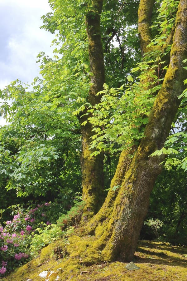 Tree Leaning Against Home Due To Hurricane Michael Editorial Photo ...