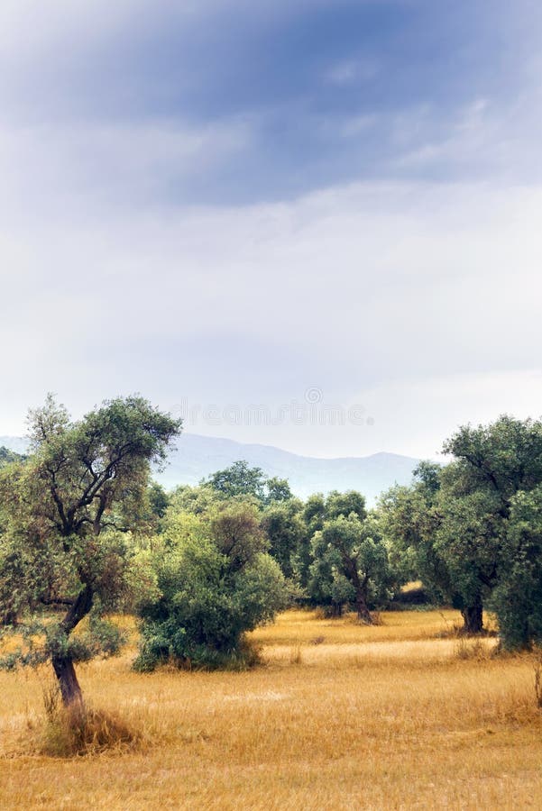 Landscape View of Olive Farm. Stock Photo - Image of cloudy, rural ...