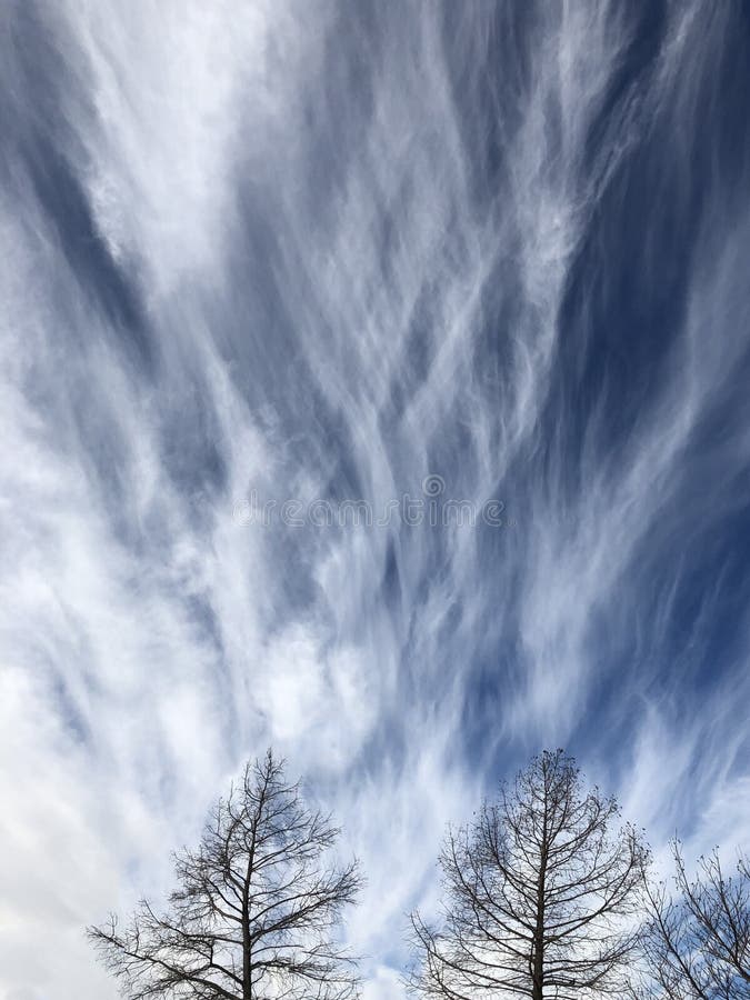 Tree Top Silhouettes and Sky Overhead with Beautiful Sweeping Clouds ...