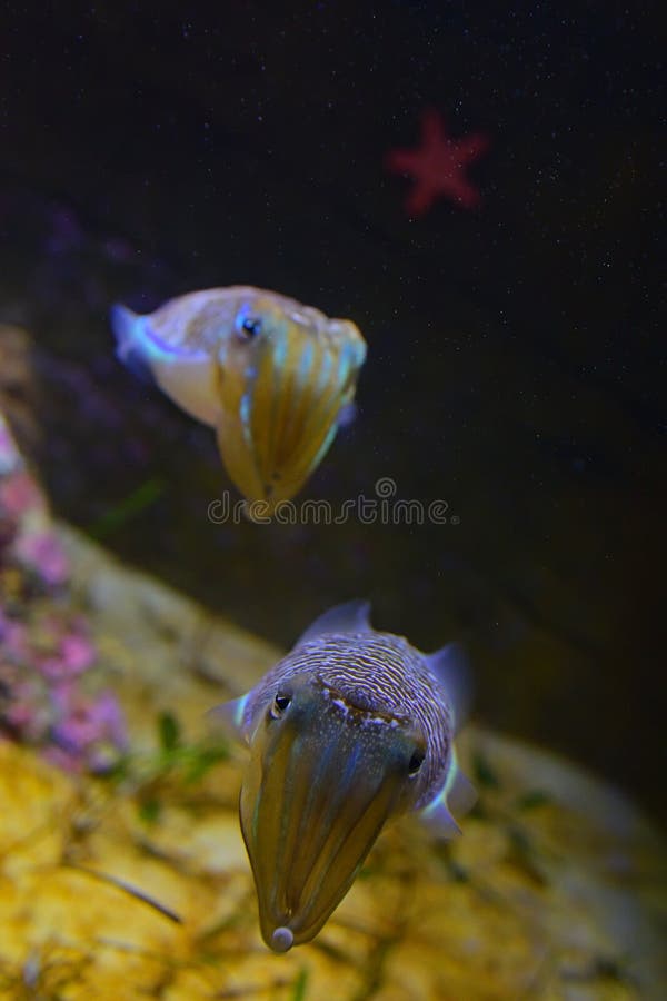 A Pair of Cute Mourning Cuttlefish Curling the Arms with the Second One ...
