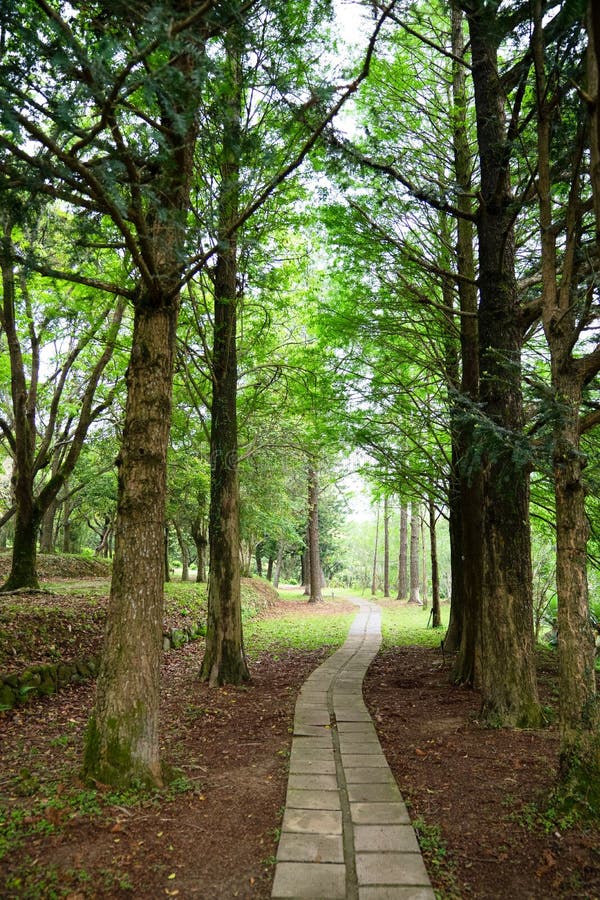Vertical View of a Park with Big Trees and Path Passing through it ...