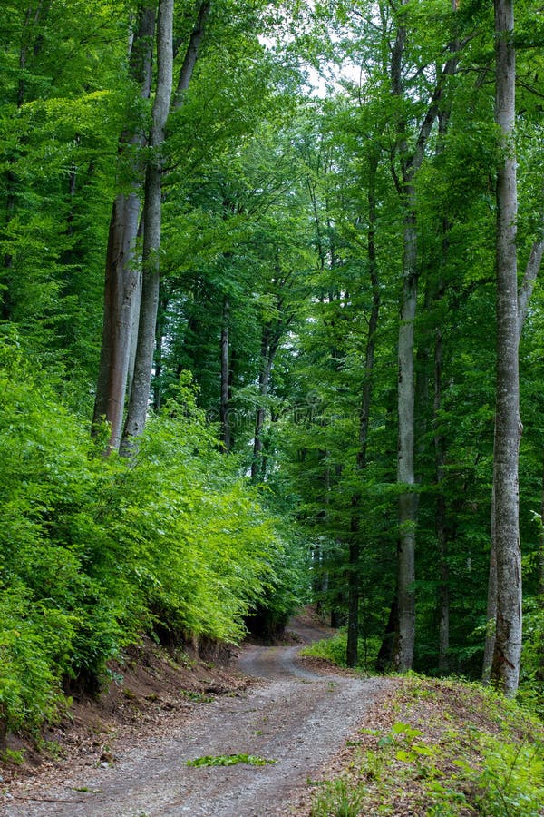 Vertical View of a Pathway in the Forest with Green Leafy Trees Stock ...