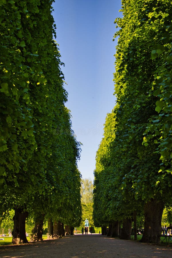 Vertical View of a Pathway Surrounded by Trees in a Park Under the Blue ...
