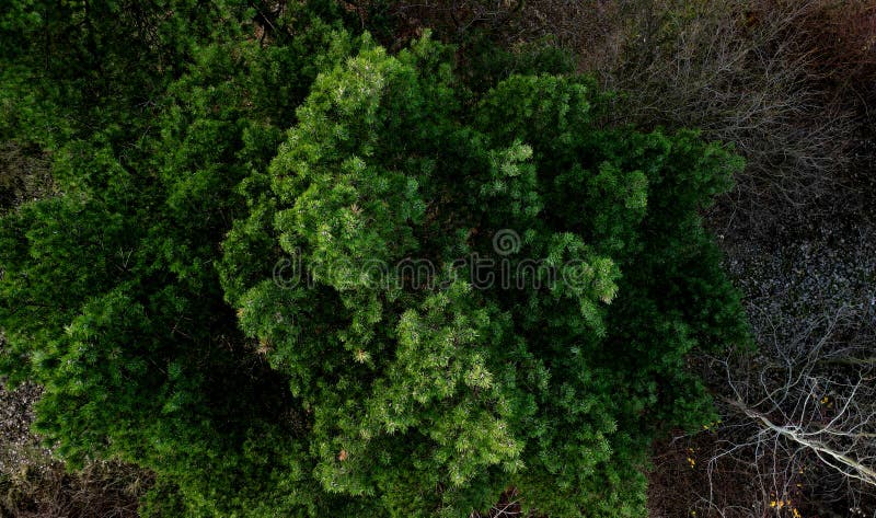 Vertical View of the Pine Crown from Above. a Needle in a Dense Canopy ...