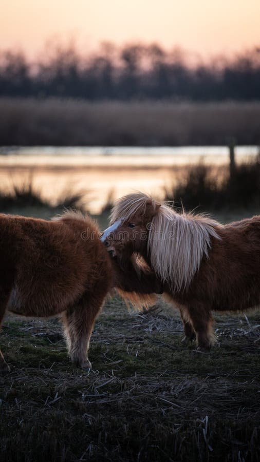 Vertical View of of Ponies Standing in a Field while the Sun is Setting ...