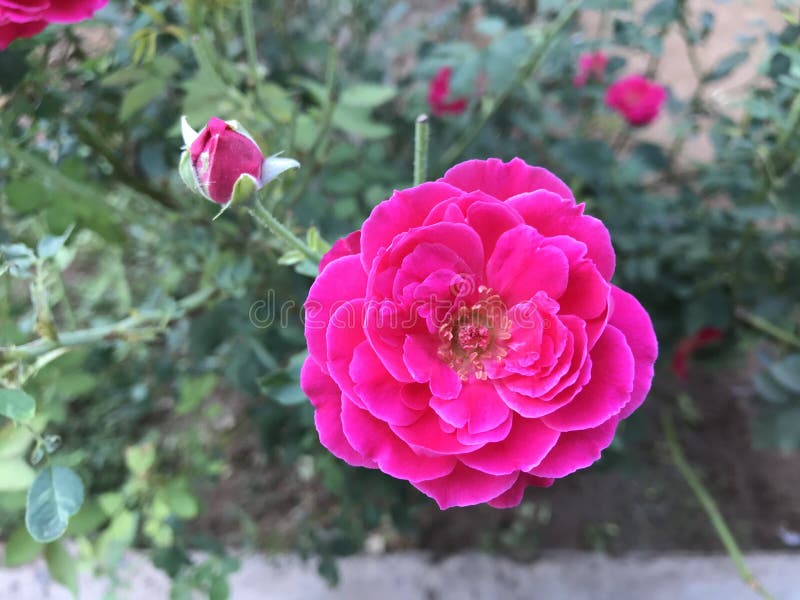 A Vertical View of a Red Rose Flower Stock Photo - Image of flower ...