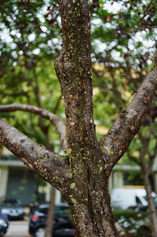 Vertical View of Resin-covered Tree Stock Photo - Image of horticulture ...