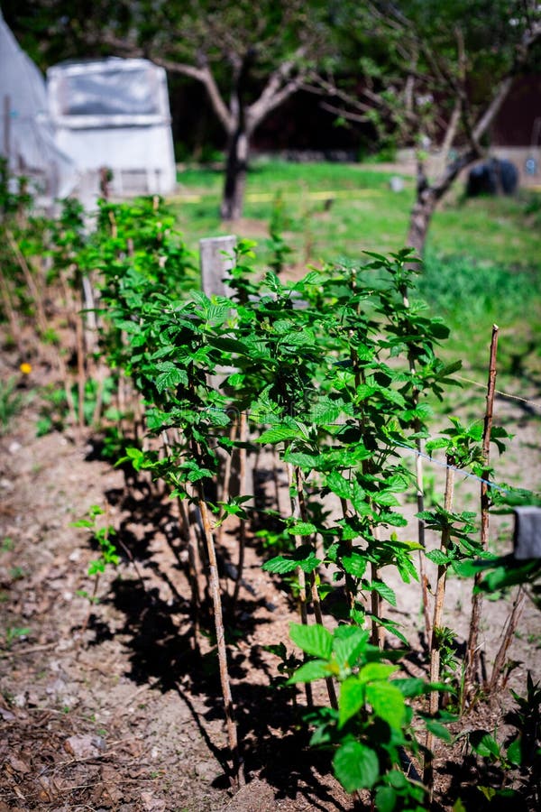 Young Raspberry Bushes in a Garden Row Stock Image - Image of leaf ...