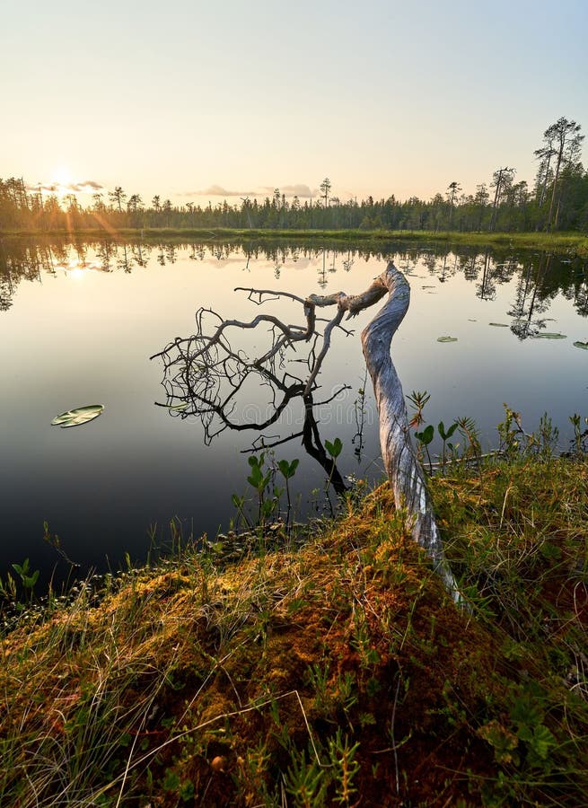Vertical View of a Serene Lake at Sunset. a Fallen Tree Reflects in the ...