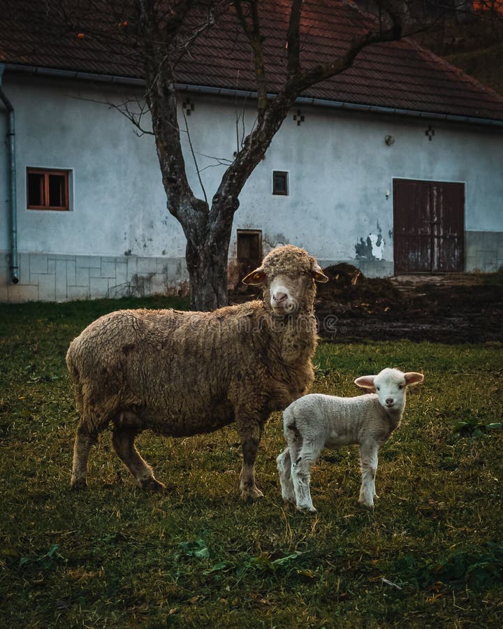 Vertical View of a Sheep with Her Lamb on the Grass before the Barn ...