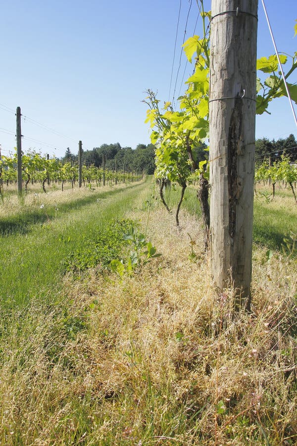 Vertical View of Small Vineyard Stock Photo - Image of farm, spring ...